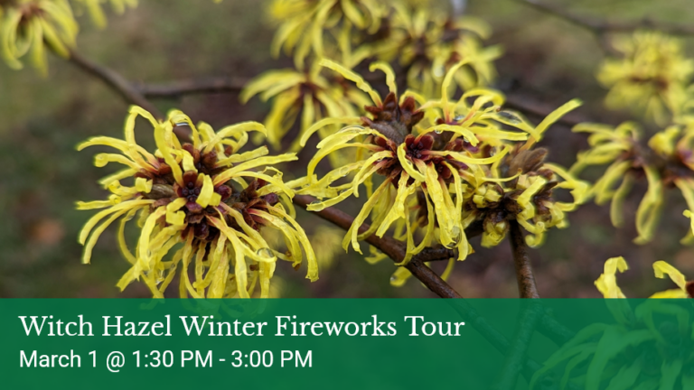 Tyler Arboretum: Witch Hazel Winter Fireworks Tour - Visit Delco PA